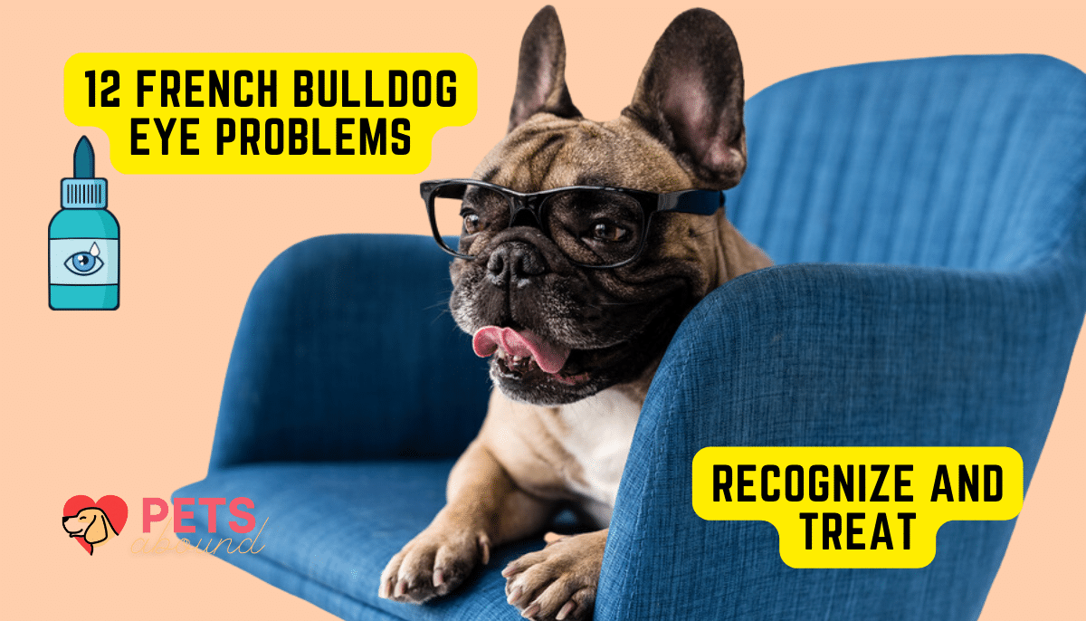 12 French Bulldog Eye Problems: Recognize & Treat - Pets Abound