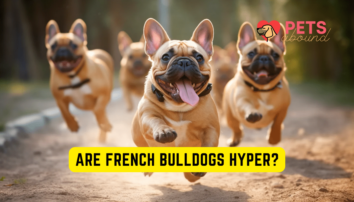 Are French Bulldogs Hyper, Not Calm, High Energy? - Pets Abound